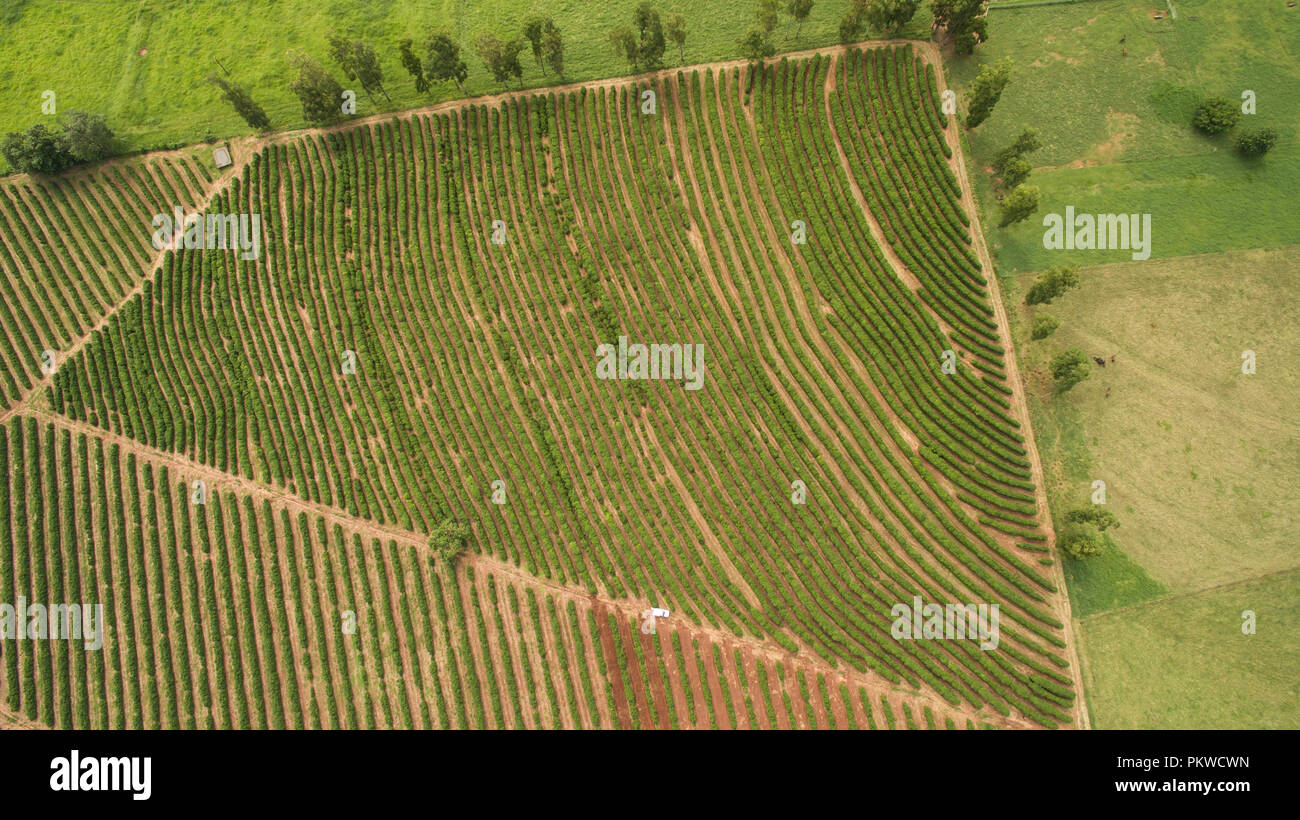 Plantation of coffee. Plantation of coffee and farm in South America ...