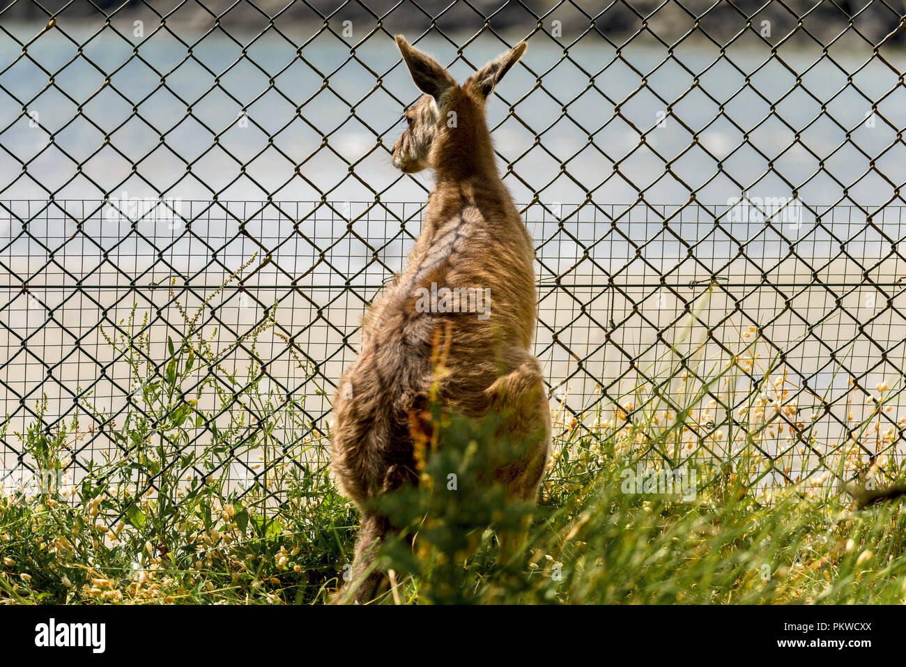 Kangaroo fence hi-res stock photography and images - Alamy