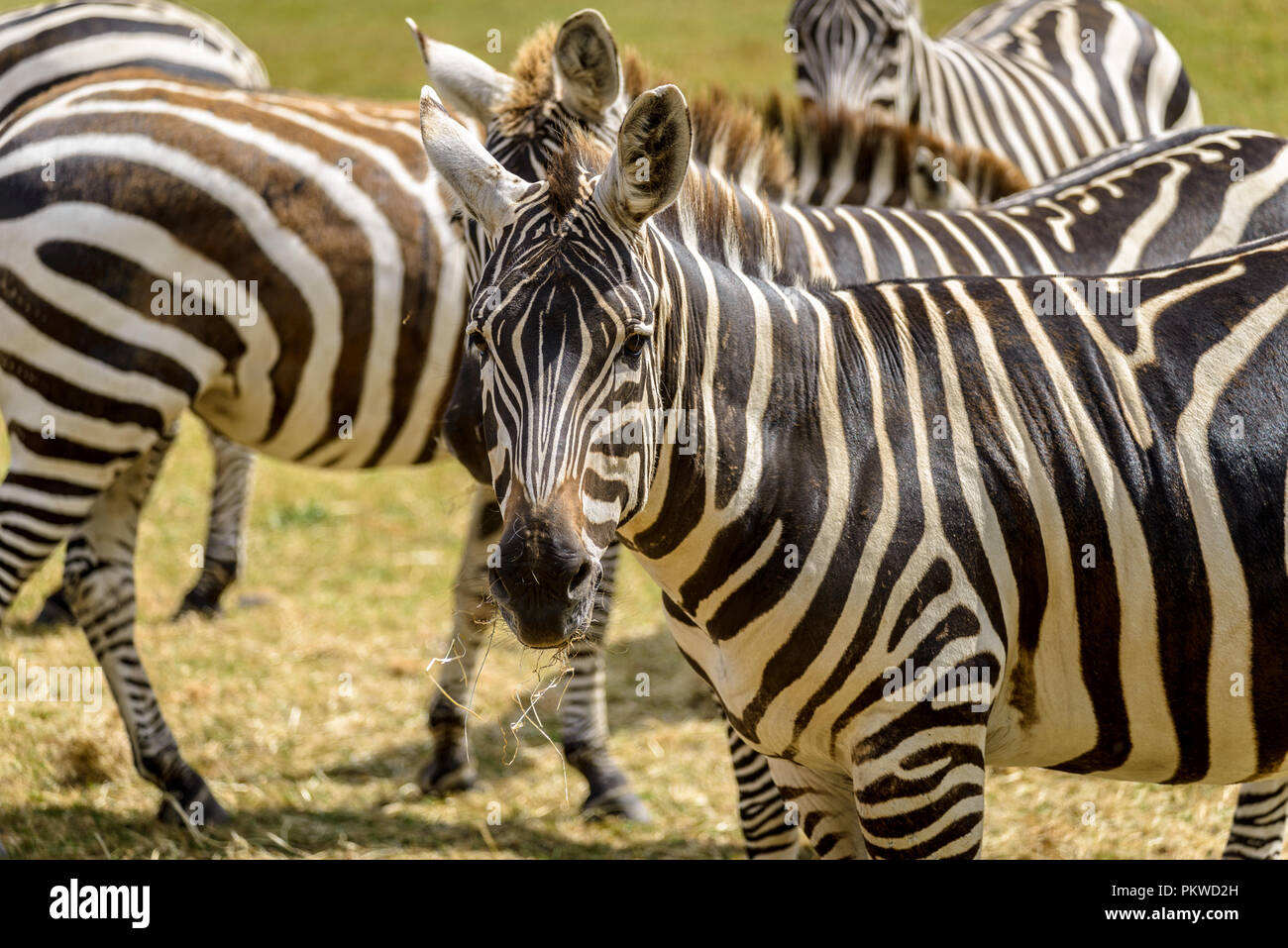Zebra walking in the field Stock Photo - Alamy