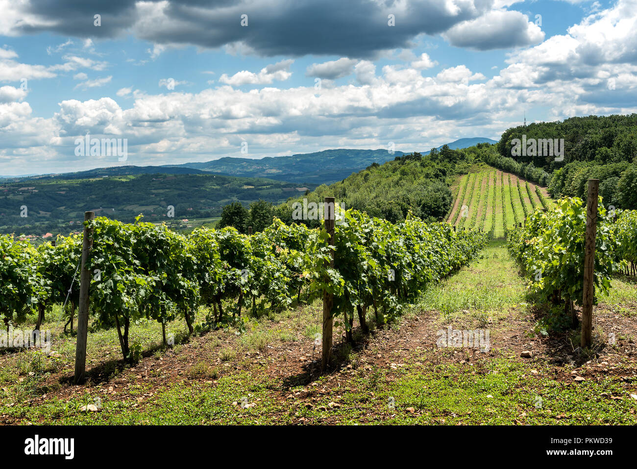 Serbian rural Landscape with vineyards and hills Stock Photo - Alamy