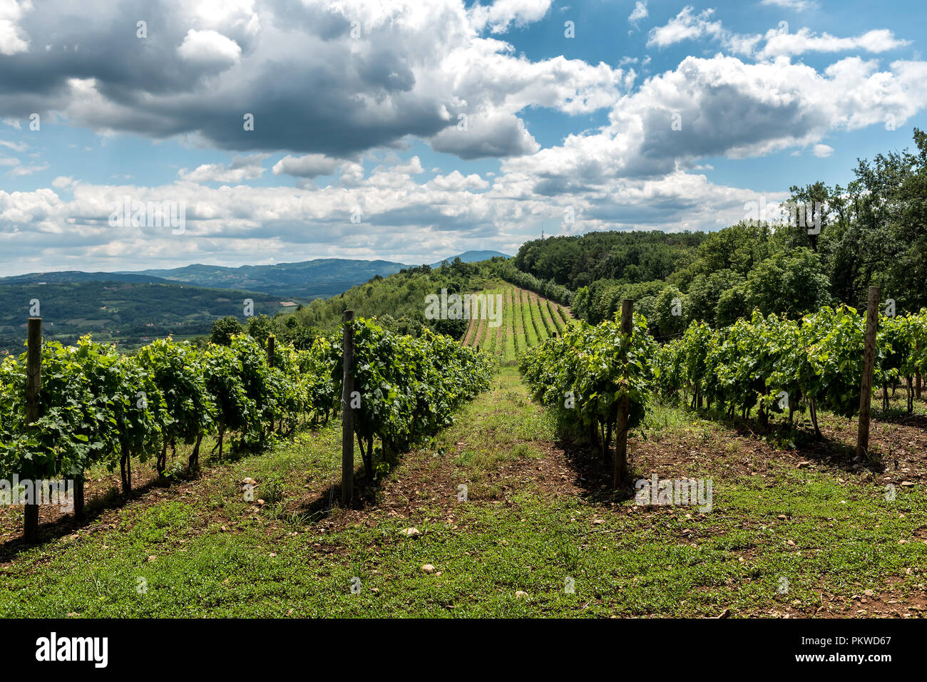 Serbian rural Landscape with vineyards and hills Stock Photo - Alamy