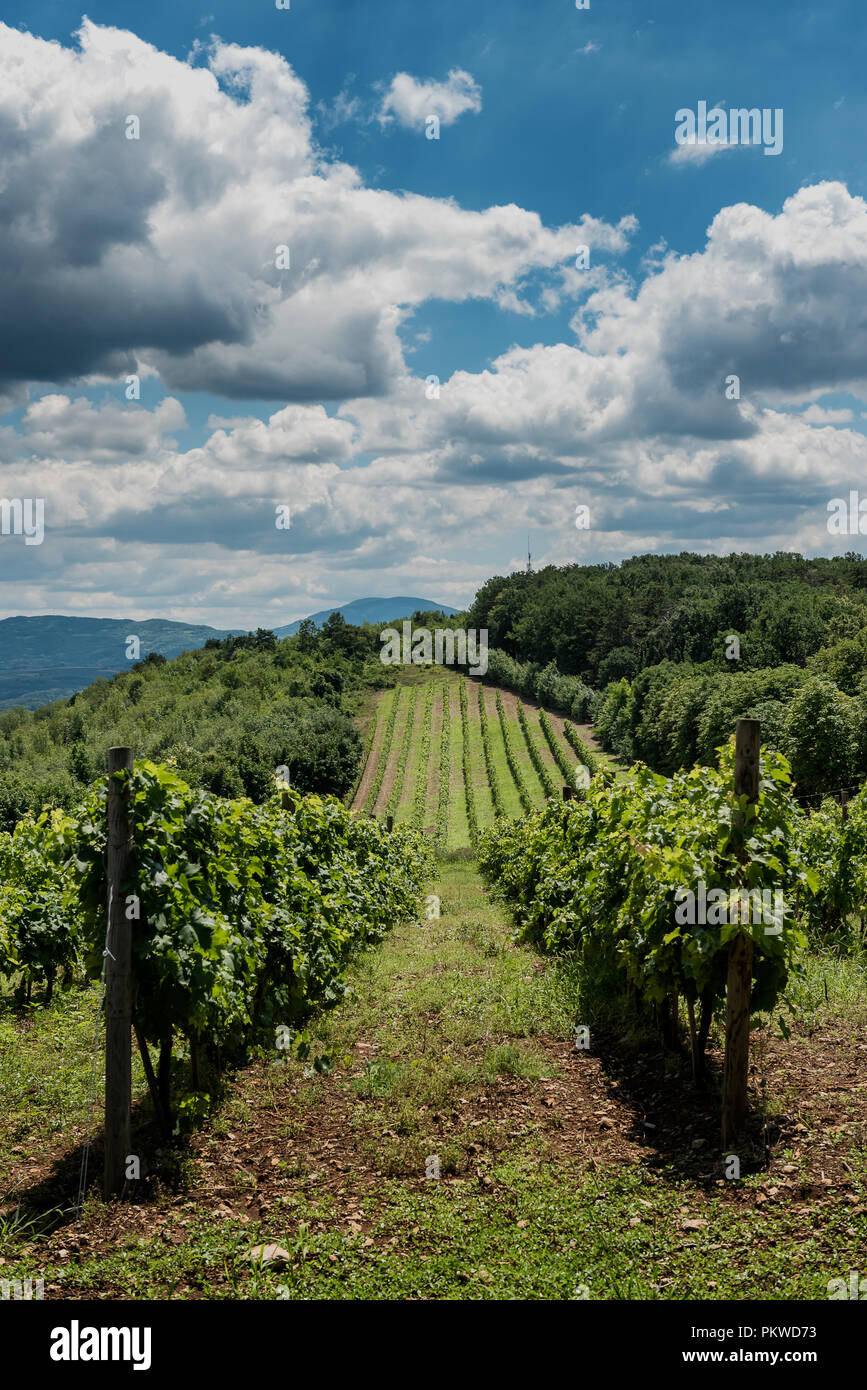 Serbian rural Landscape with vineyards and hills Stock Photo - Alamy
