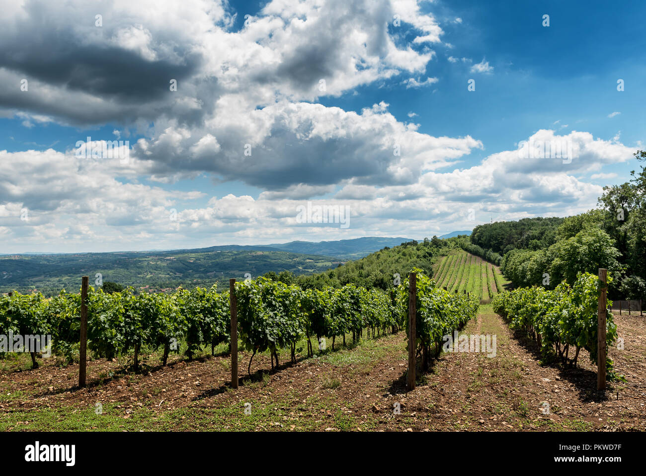 Serbian rural Landscape with vineyards and hills Stock Photo - Alamy