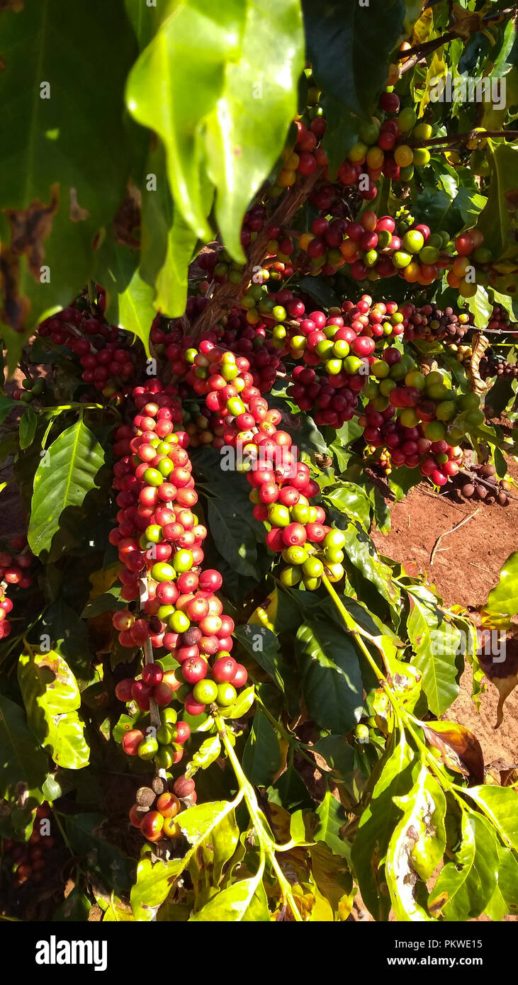 Brazilian farmer crops hi-res stock photography and images - Alamy