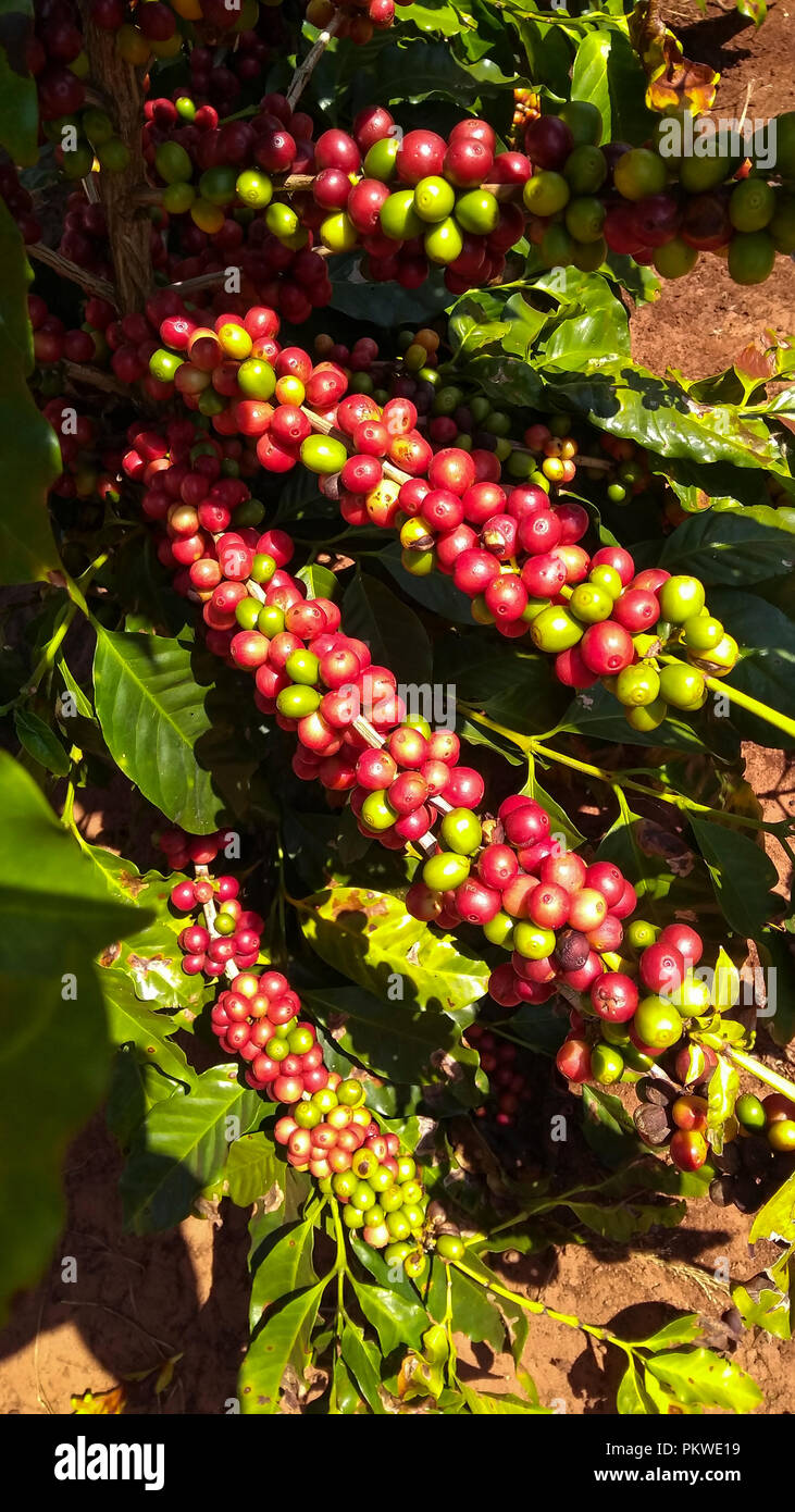 Coffee plant with many red fruits and green. Brazil South America Stock ...