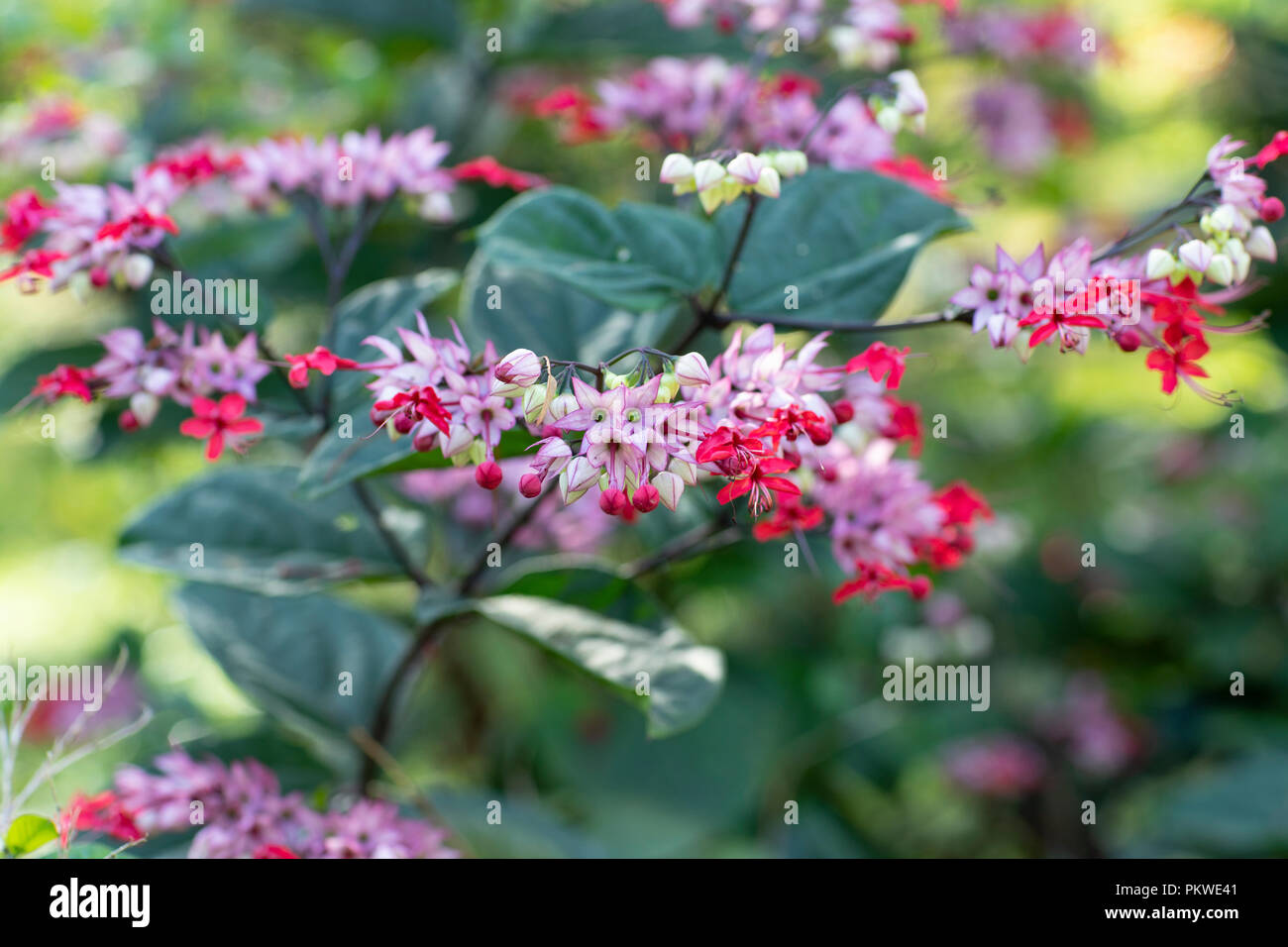 Pink bower vine hi-res stock photography and images - Alamy