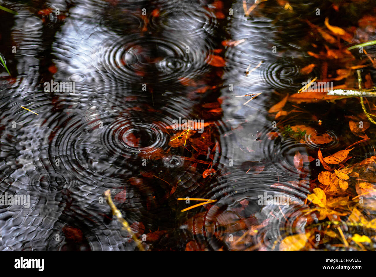 Rain drops and leaves in the water of autumn forest in Ireland Stock ...