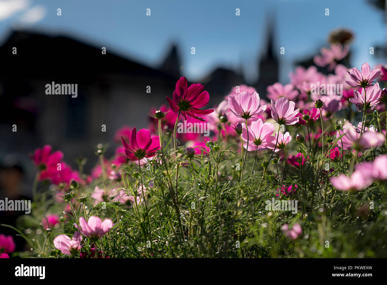 Colourful daisy flowers full bloom close up with natural sunlight ...