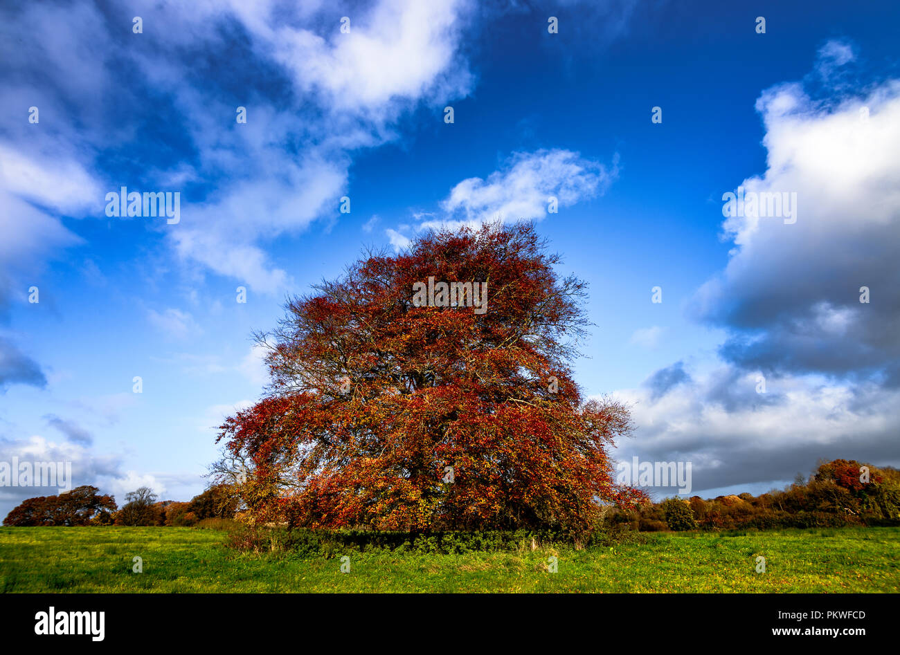 Autumn trees in color Stock Photo - Alamy