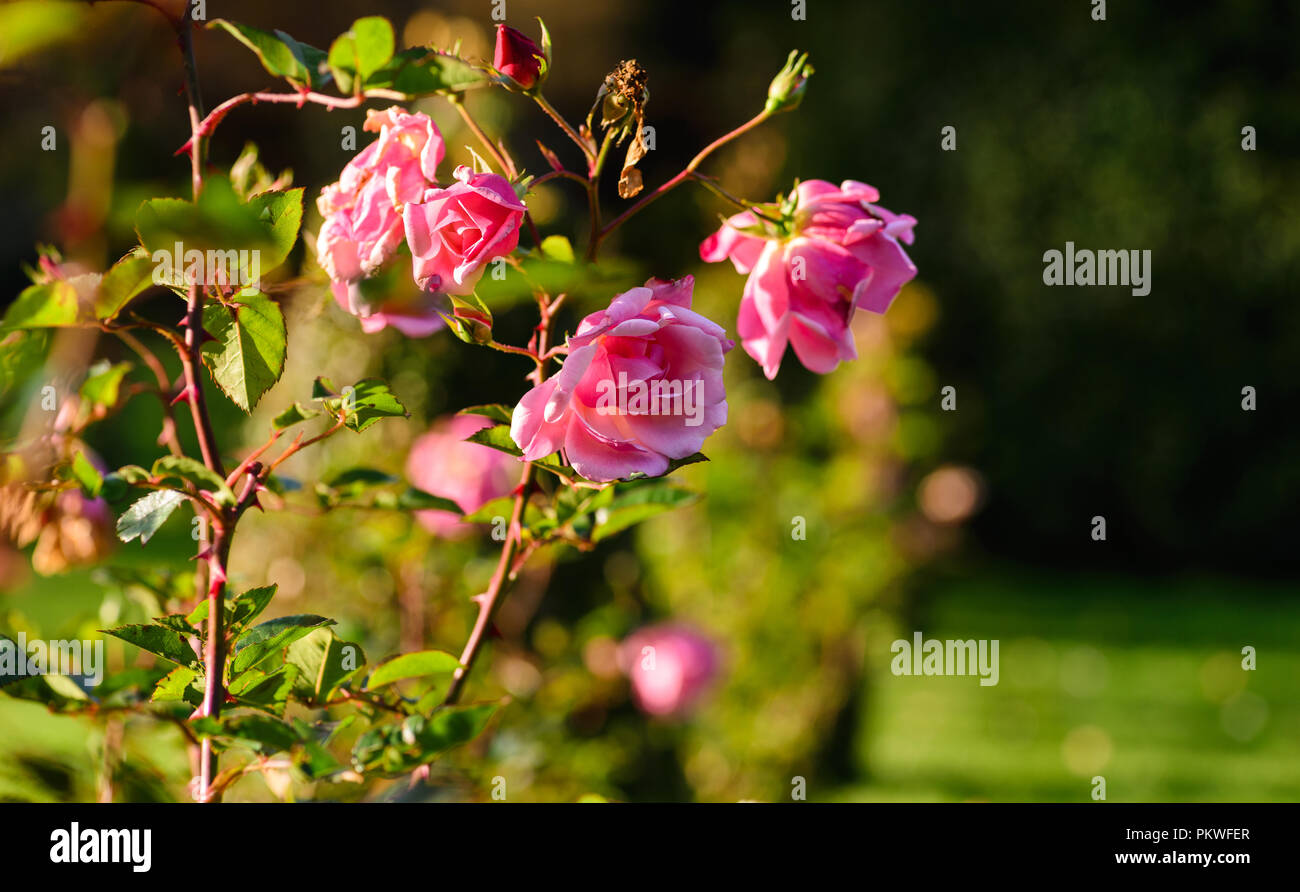 Abstract romantic pink roses hi-res stock photography and images - Alamy