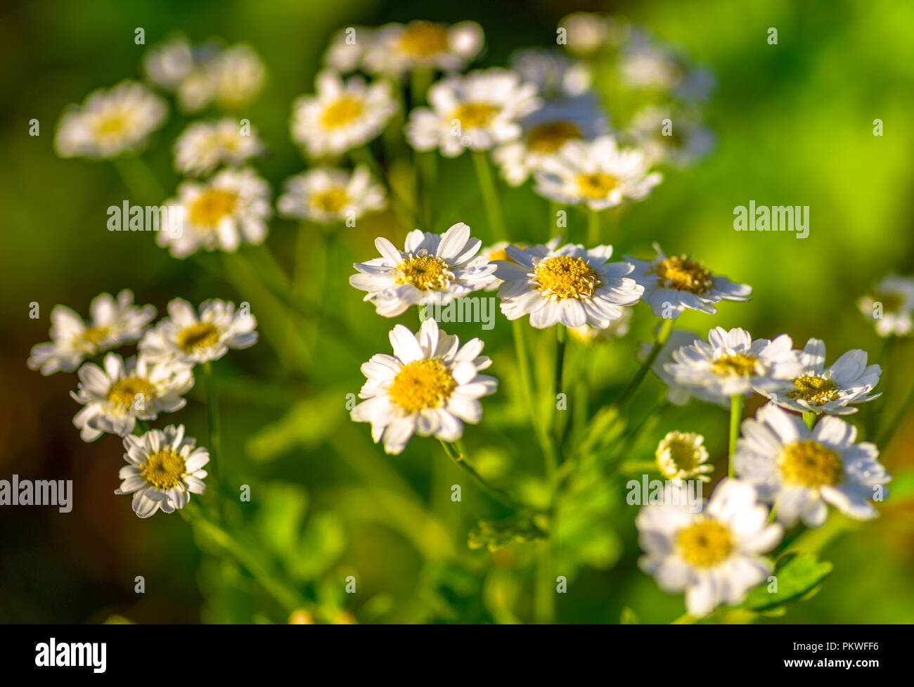 Spring flowers donegal hi-res stock photography and images - Alamy