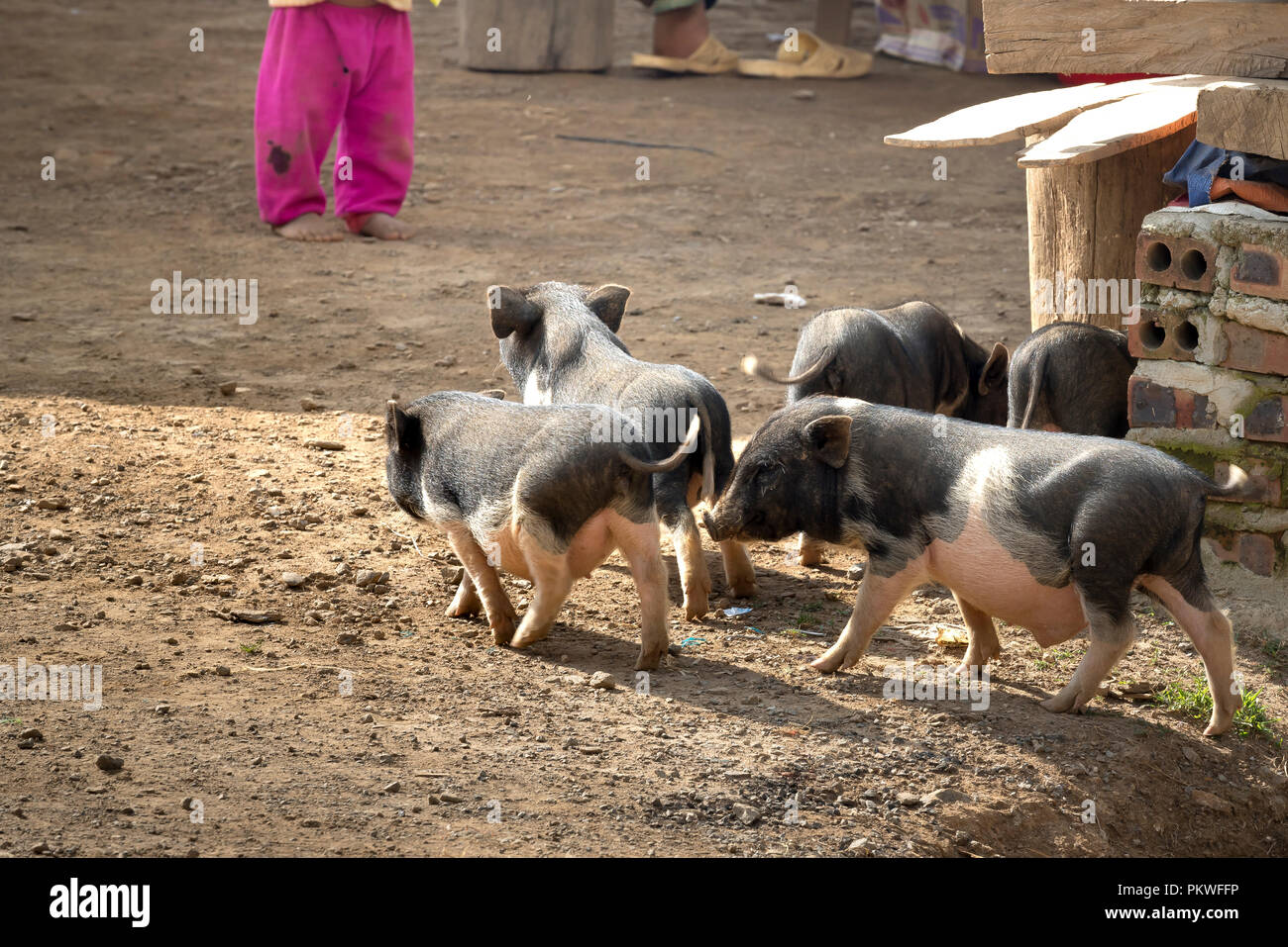 Pigs running free hi-res stock photography and images - Alamy