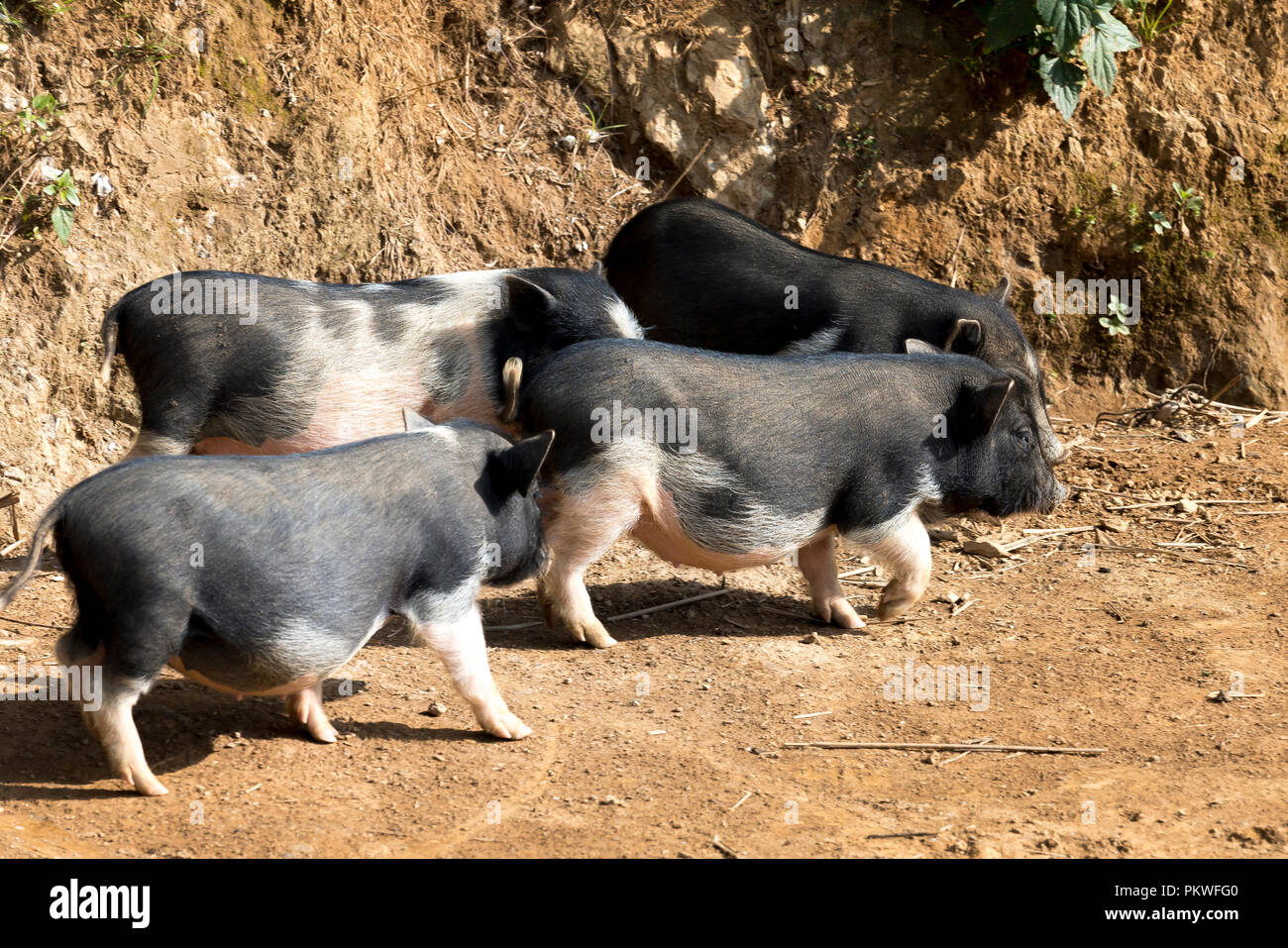 Pigs running free hi-res stock photography and images - Alamy