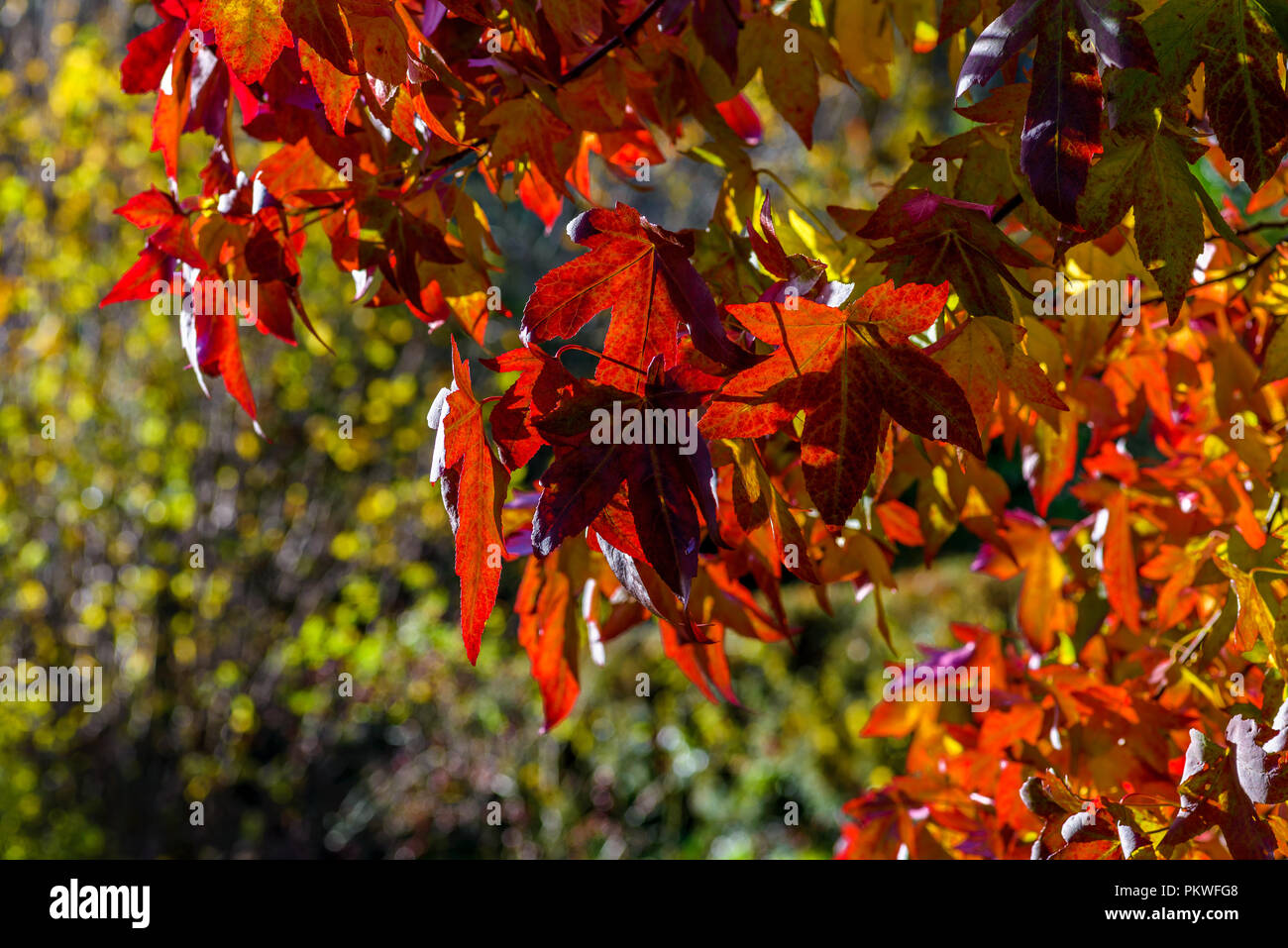 Autumn trees in color Stock Photo - Alamy
