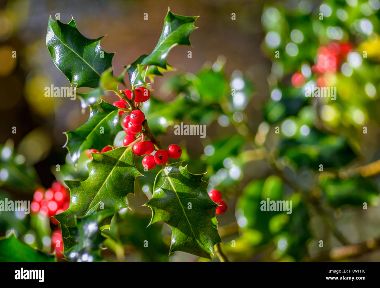 red holly berries Stock Photo - Alamy