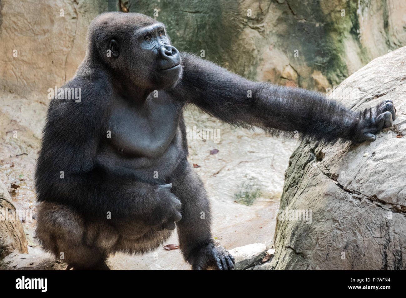 Large gorilla hi-res stock photography and images - Alamy