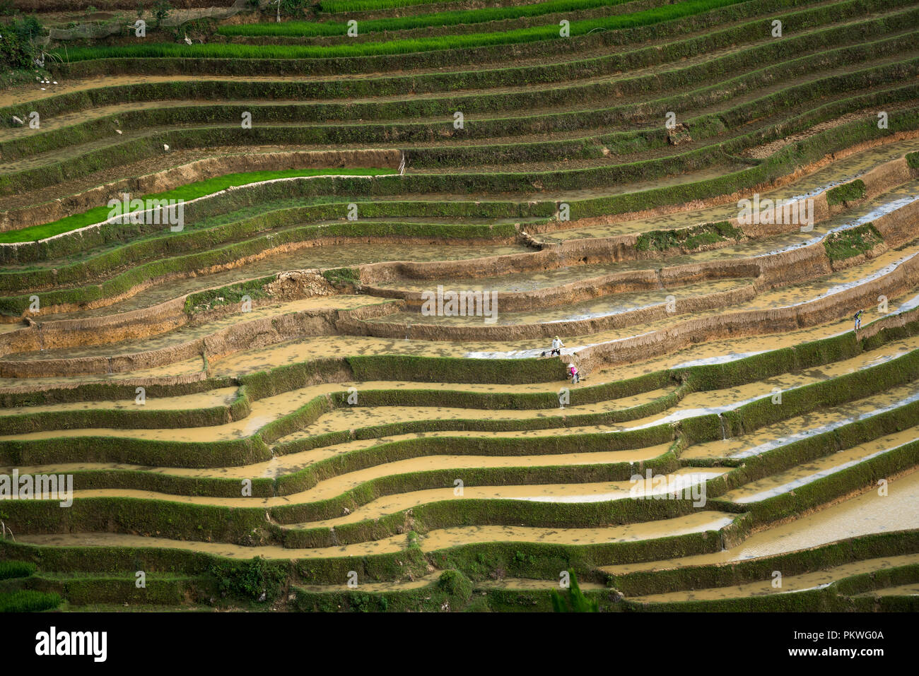 Curved lines of Terraced rice field during the watering season at the ...