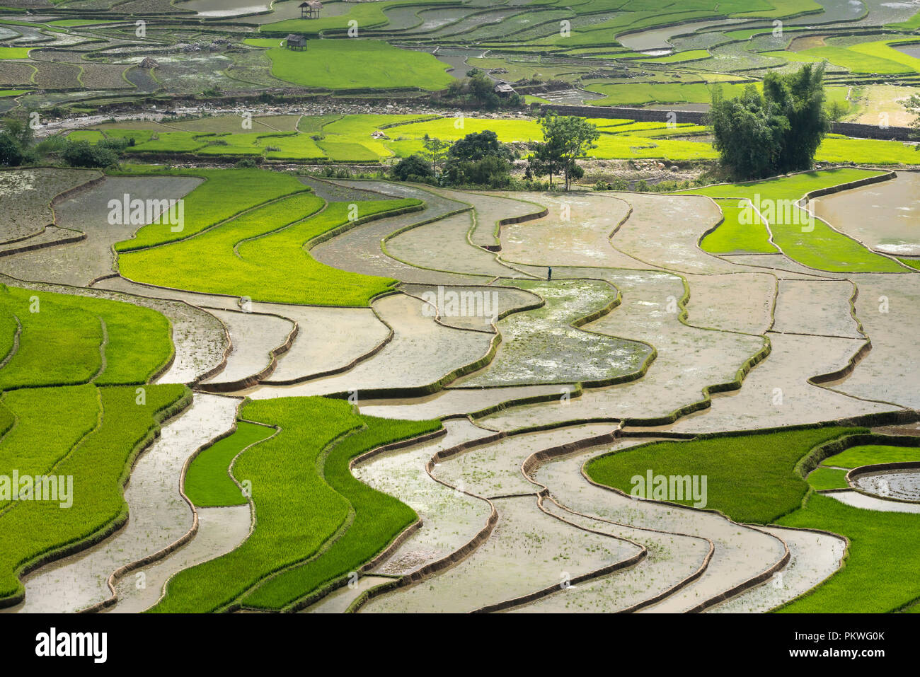 Curved lines of Terraced rice field during the watering season at the ...