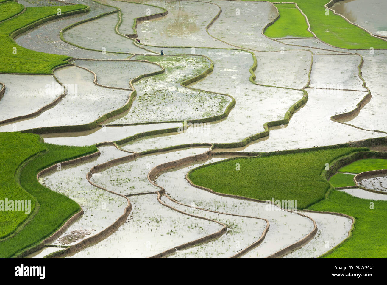 Curved rice paddy hi-res stock photography and images - Alamy