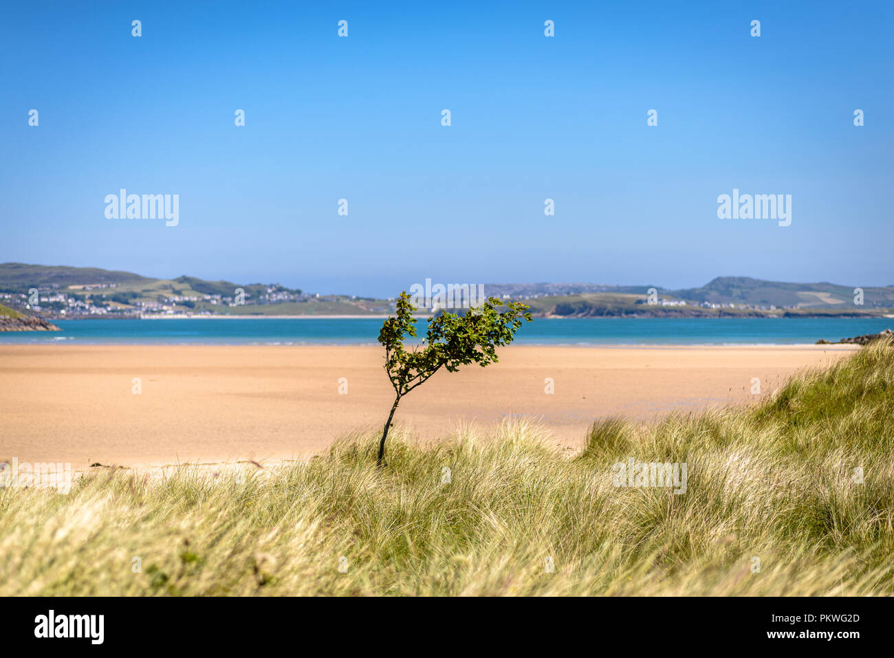 single Tree and Ocean Stock Photo - Alamy