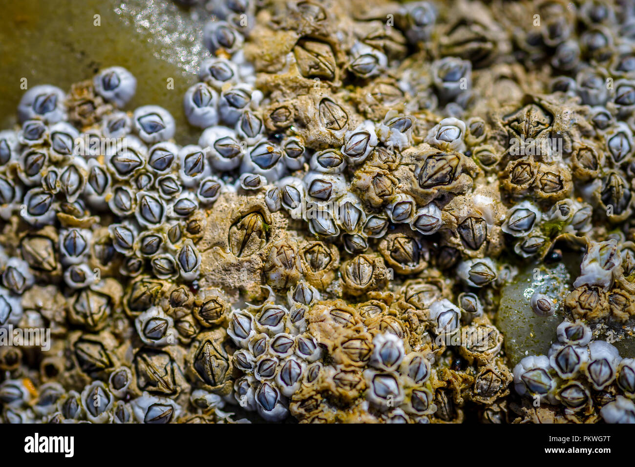 sea shells on rocks Stock Photo - Alamy
