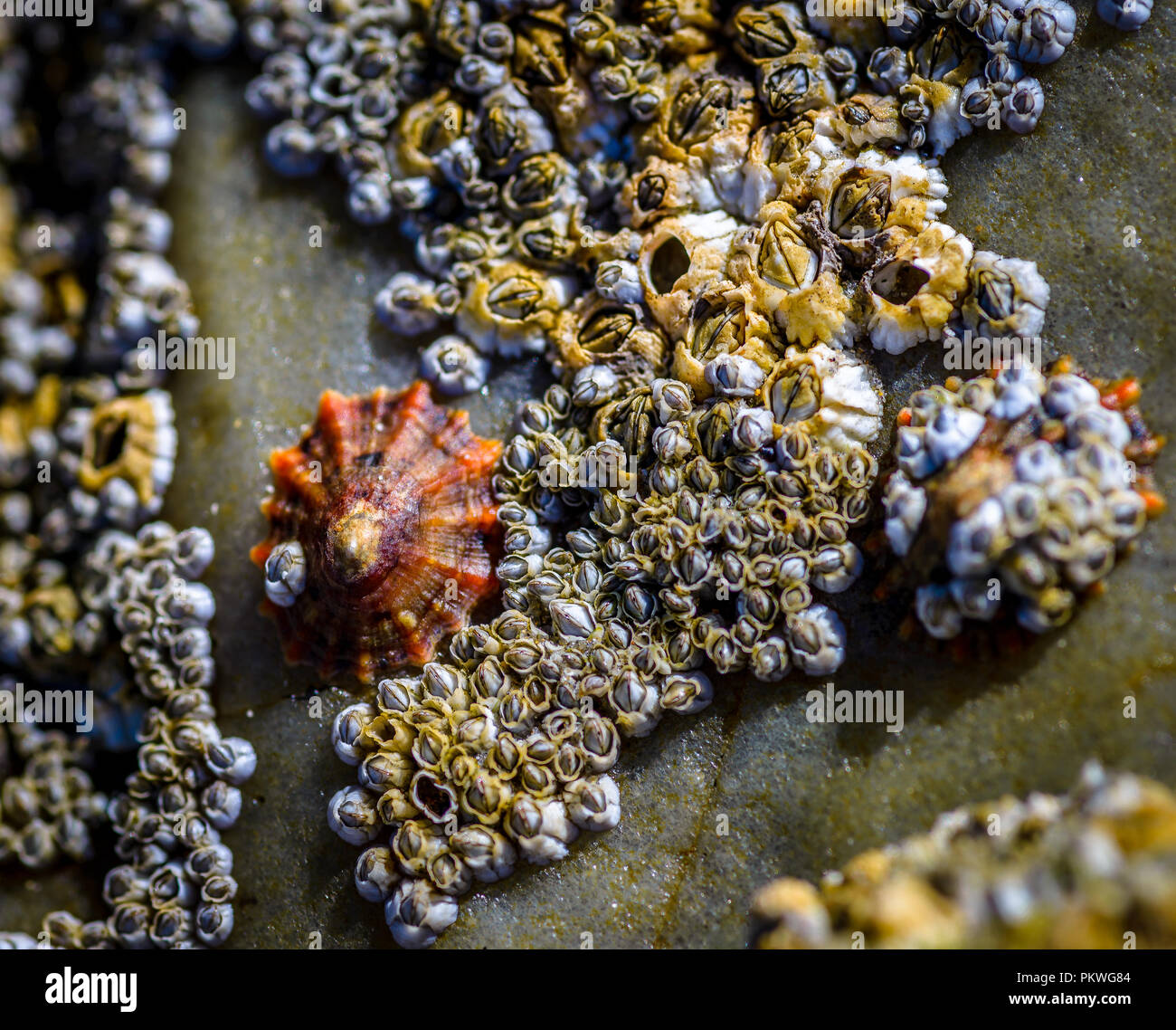 sea shells on rocks Stock Photo - Alamy
