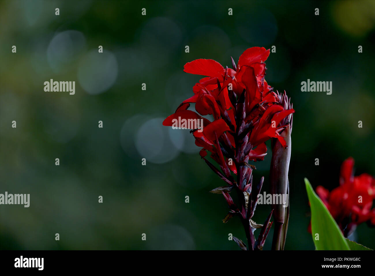 Beautiful canna plant blooming with bright red flowers Stock Photo - Alamy