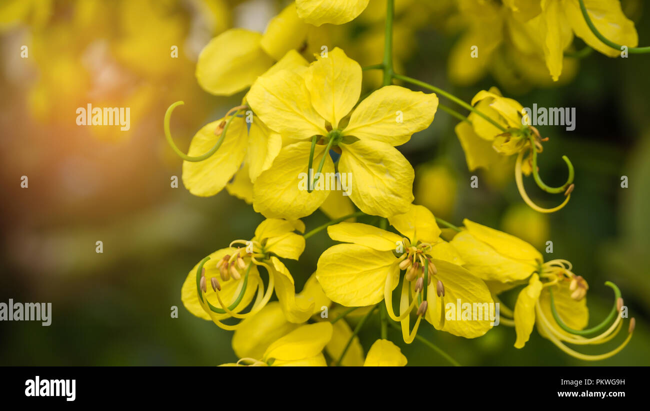 close up of Golden Shower Tree (Cassia fistula Stock Photo - Alamy