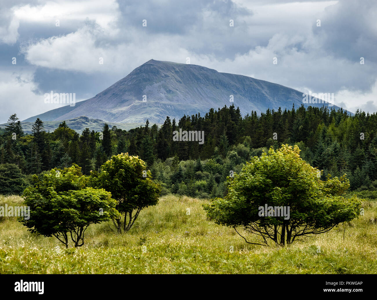 Mountain in the forest Stock Photo - Alamy