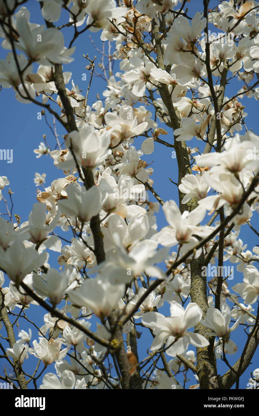 Swamp yolk flower hi-res stock photography and images - Alamy