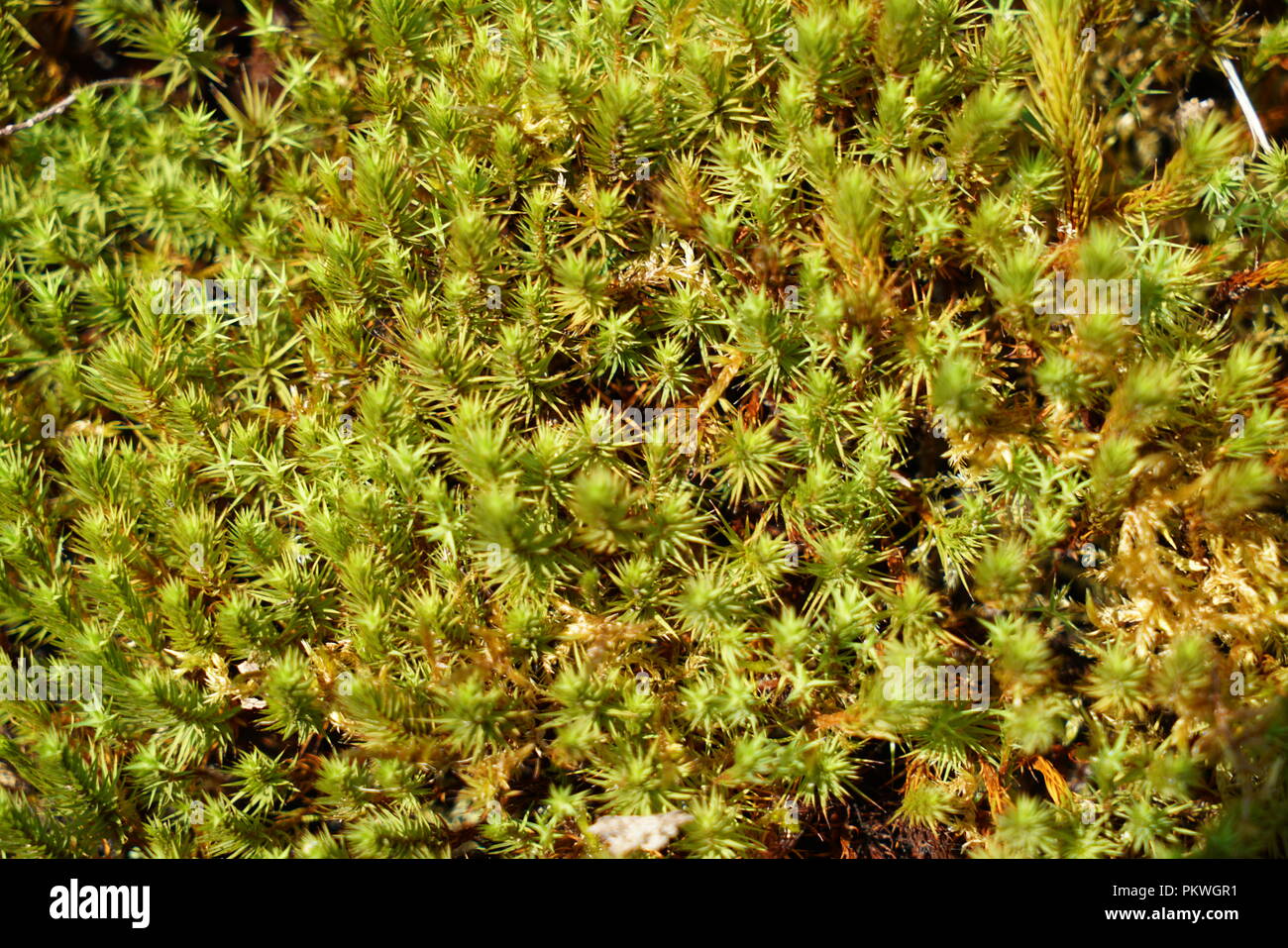 Swamp yolk flower hi-res stock photography and images - Alamy