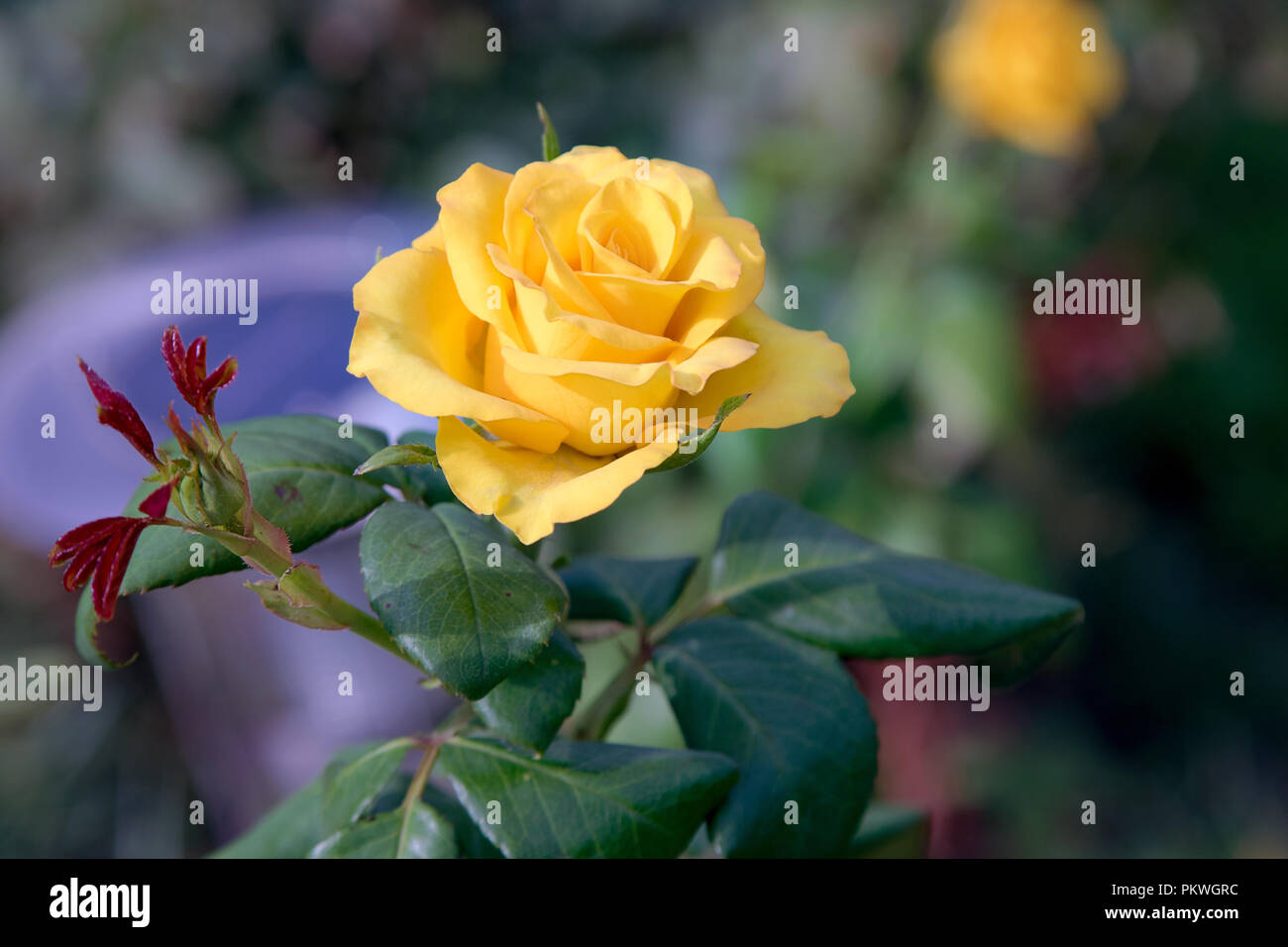 image of a beautiful yellow rose bud in the garden Stock Photo - Alamy