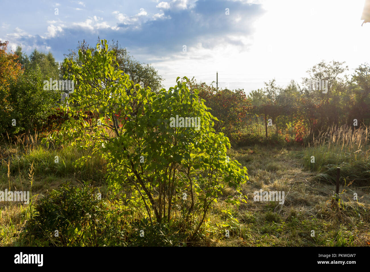 The rays of the morning sun in the autumn colored garden. A good ...