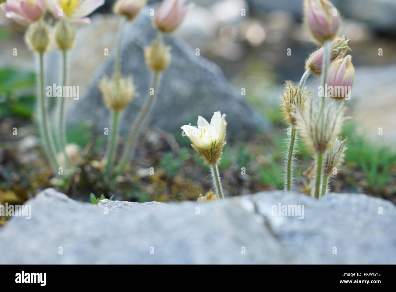 Swamp yolk flower hi-res stock photography and images - Alamy