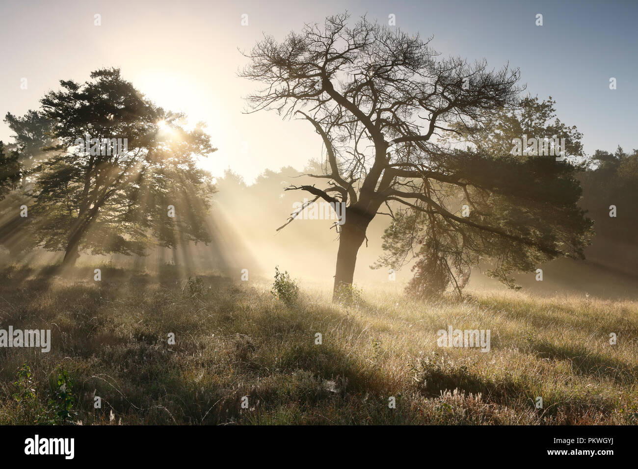 Sunrise behind tree hi-res stock photography and images - Alamy