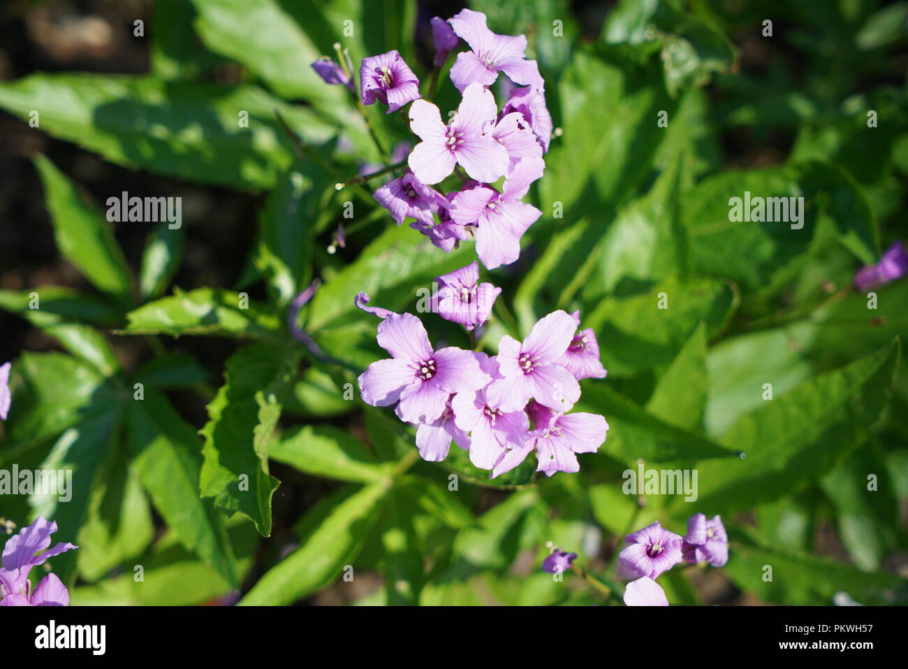 Swamp yolk flower hi-res stock photography and images - Alamy