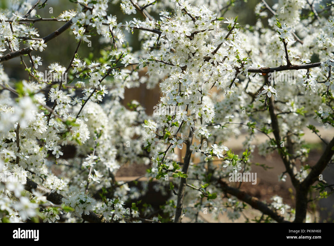 Swamp yolk flower hi-res stock photography and images - Alamy