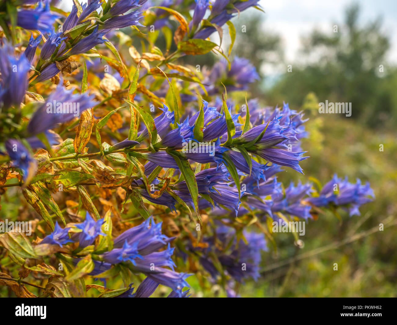 Poland national flower hi-res stock photography and images - Alamy
