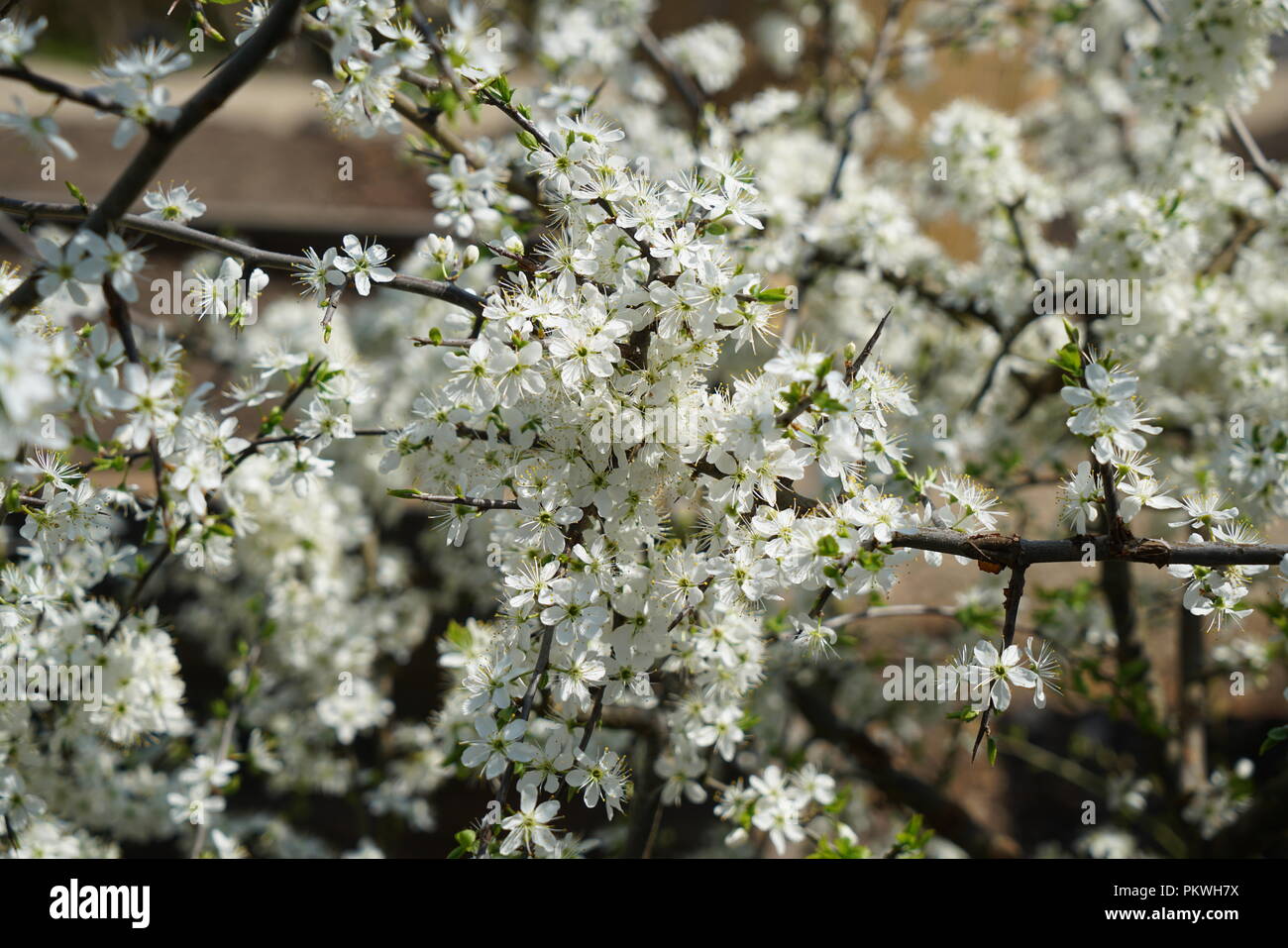 Swamp yolk flower hi-res stock photography and images - Alamy