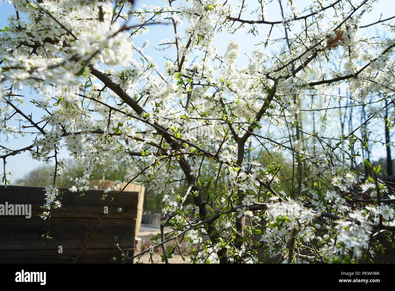 Swamp yolk flower hi-res stock photography and images - Alamy