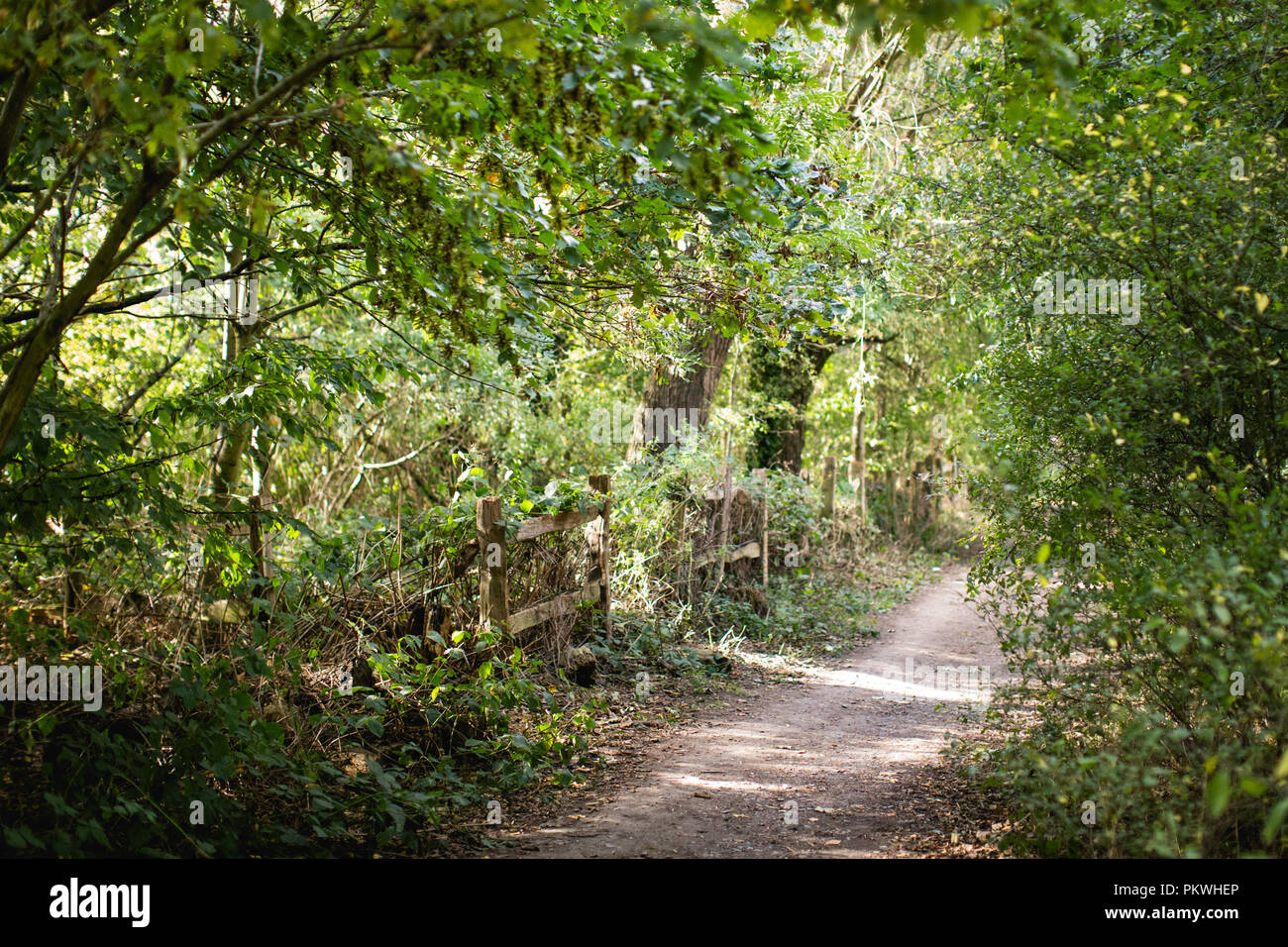 Beautiful paths and walking routes through Highgate Woods in the ...