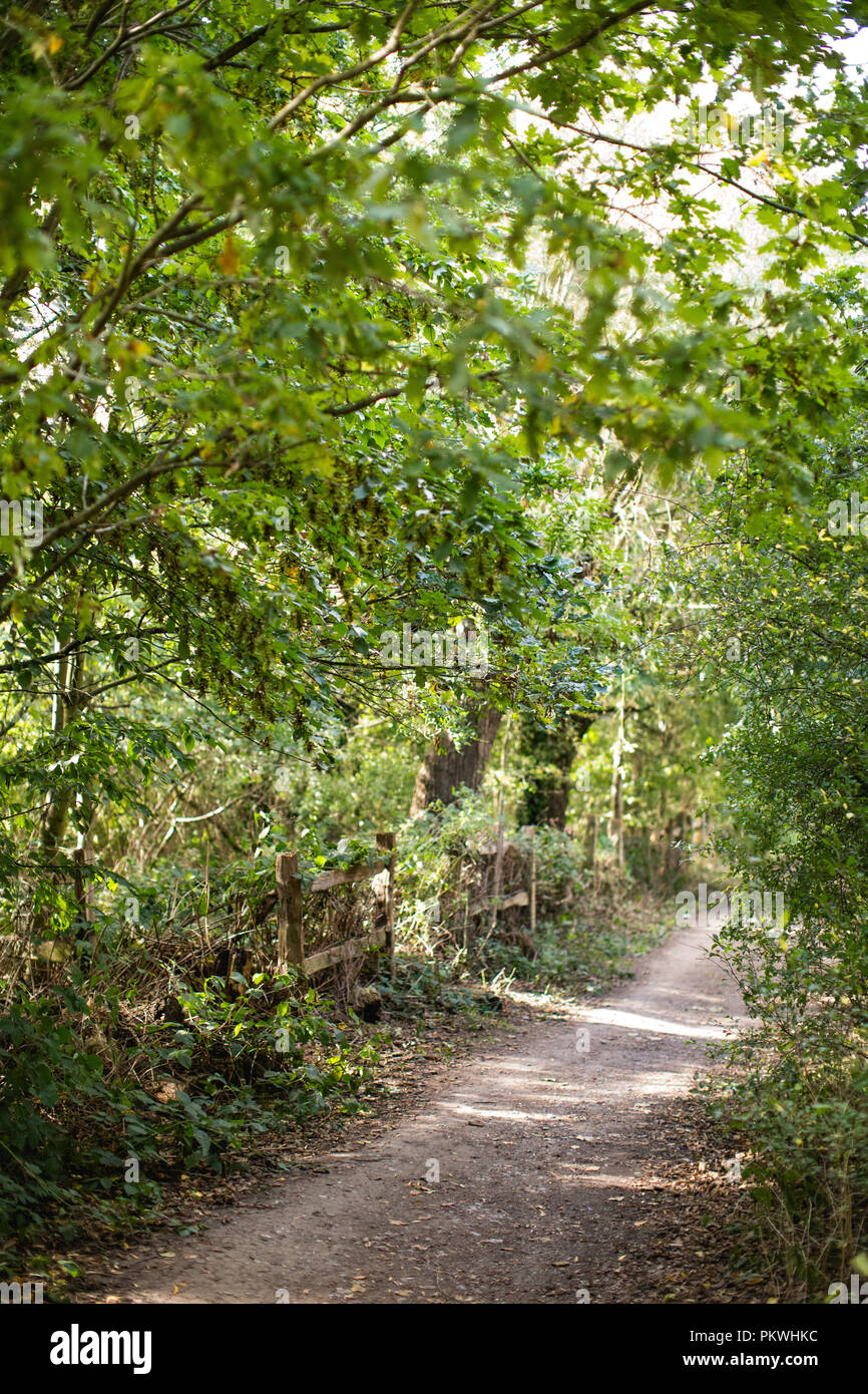 Beautiful paths and walking routes through Highgate Woods in the ...