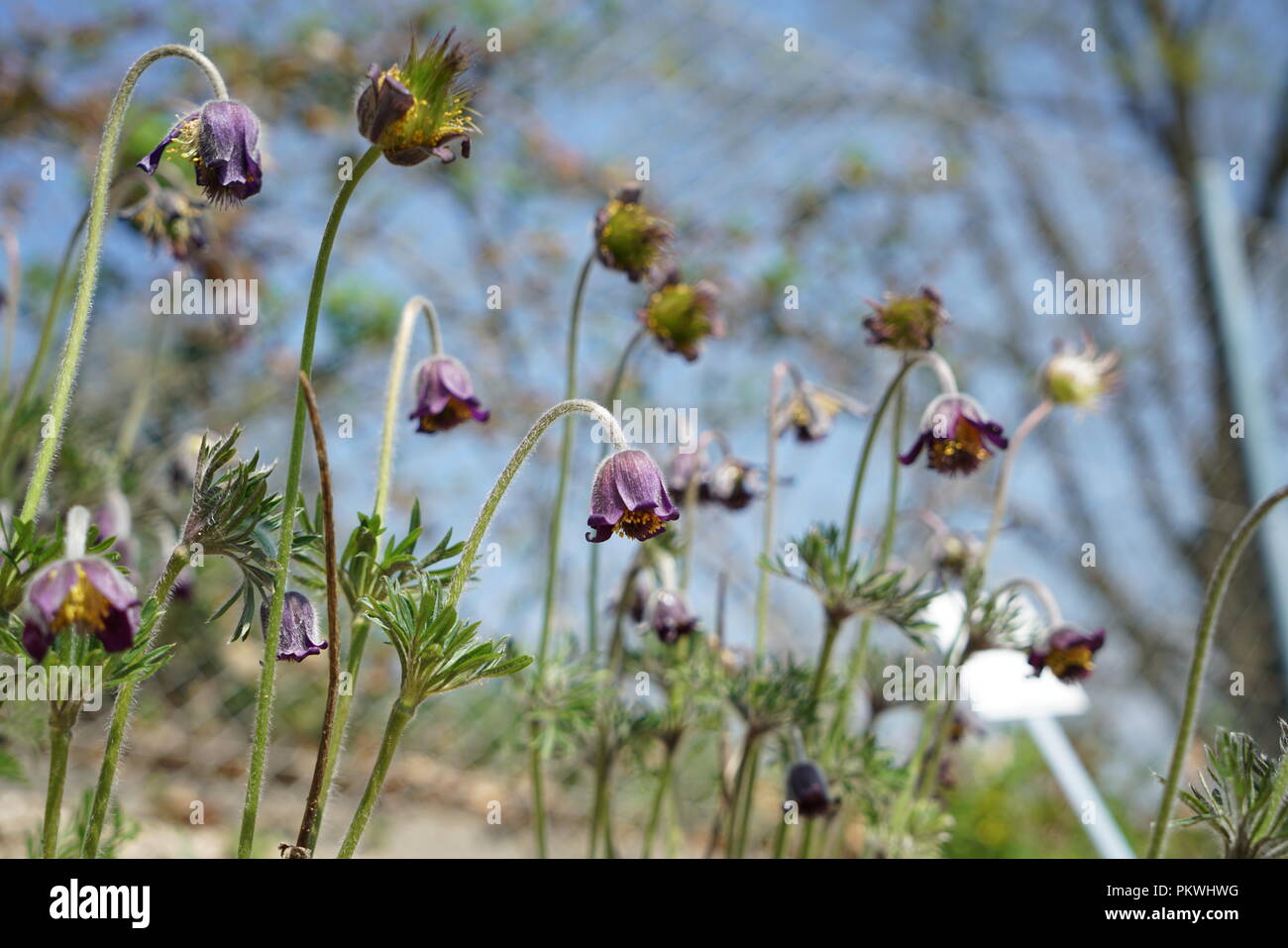 Swamp yolk flower hi-res stock photography and images - Alamy