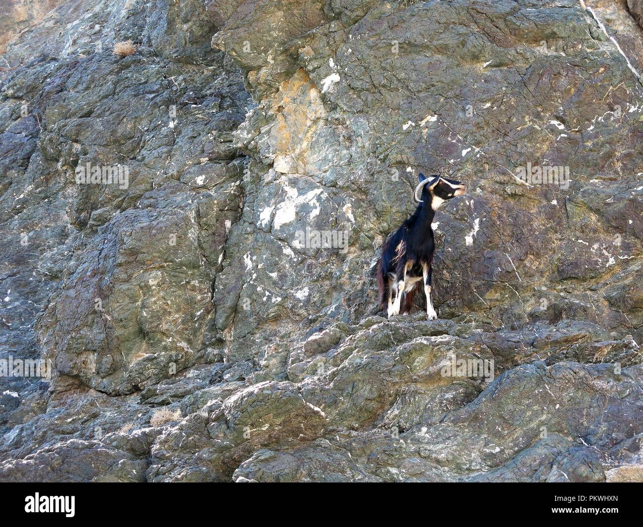 Mountain goat climbing cliff Stock Photo - Alamy