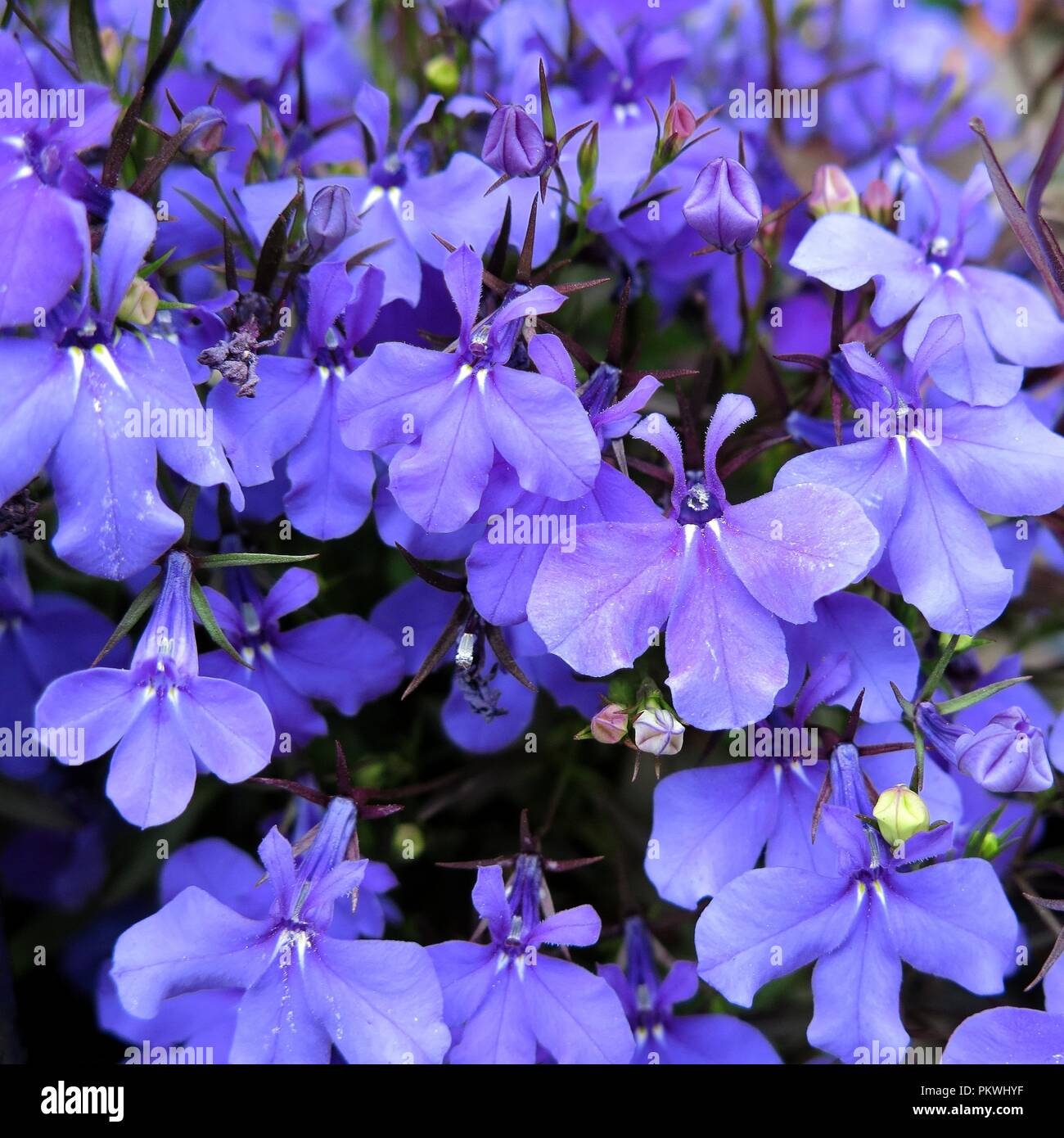 Purple orchids in pot hi-res stock photography and images - Alamy