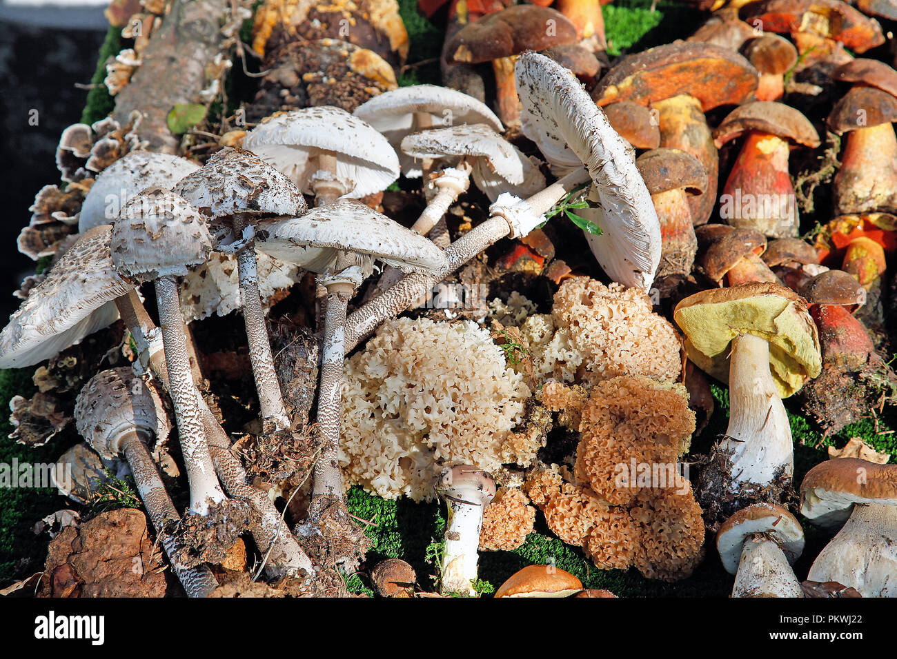 Fungal species hi-res stock photography and images - Alamy