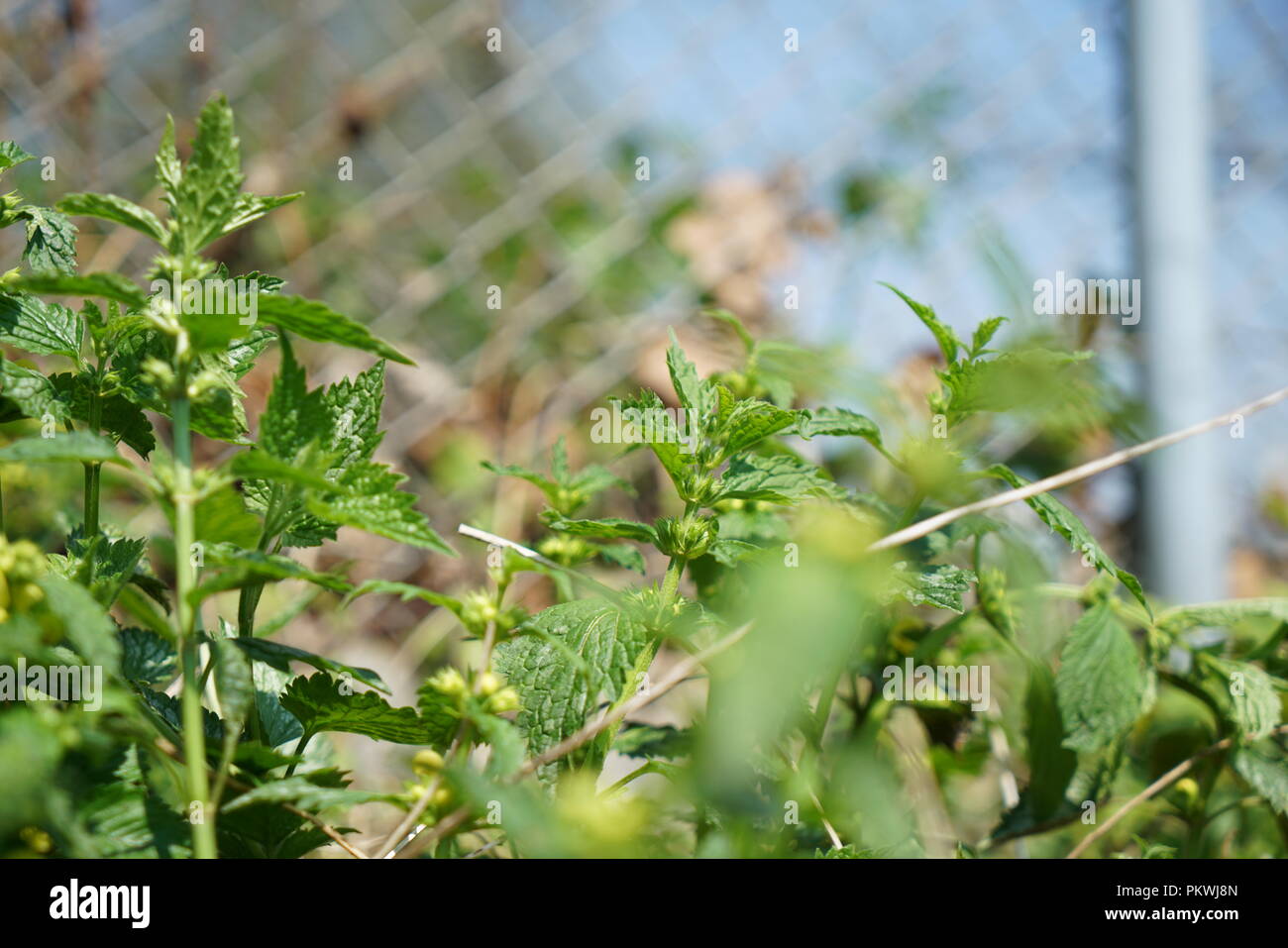 Swamp yolk flower hi-res stock photography and images - Alamy