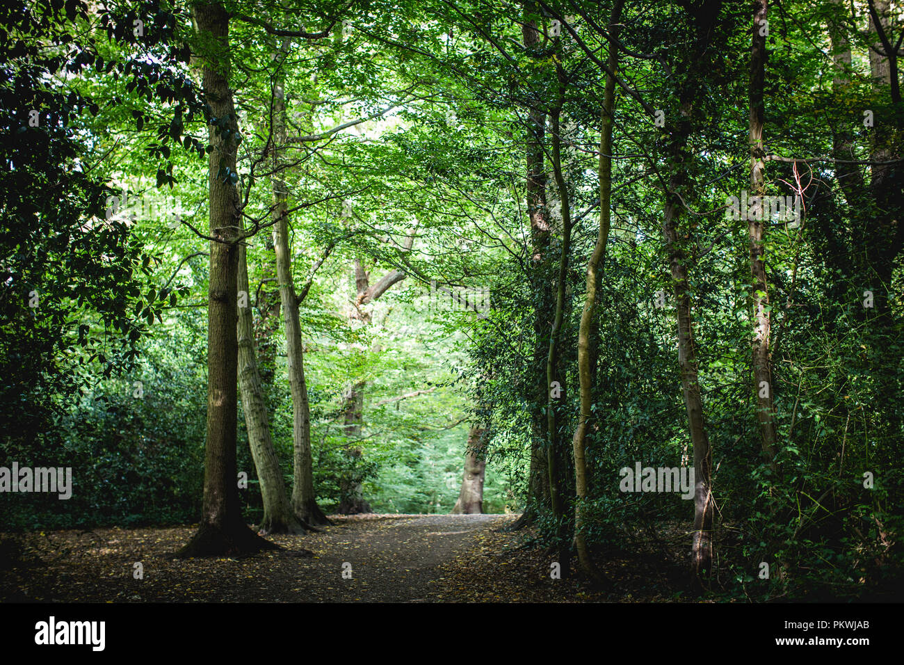 Beautiful paths and walking routes through Highgate Woods in the ...