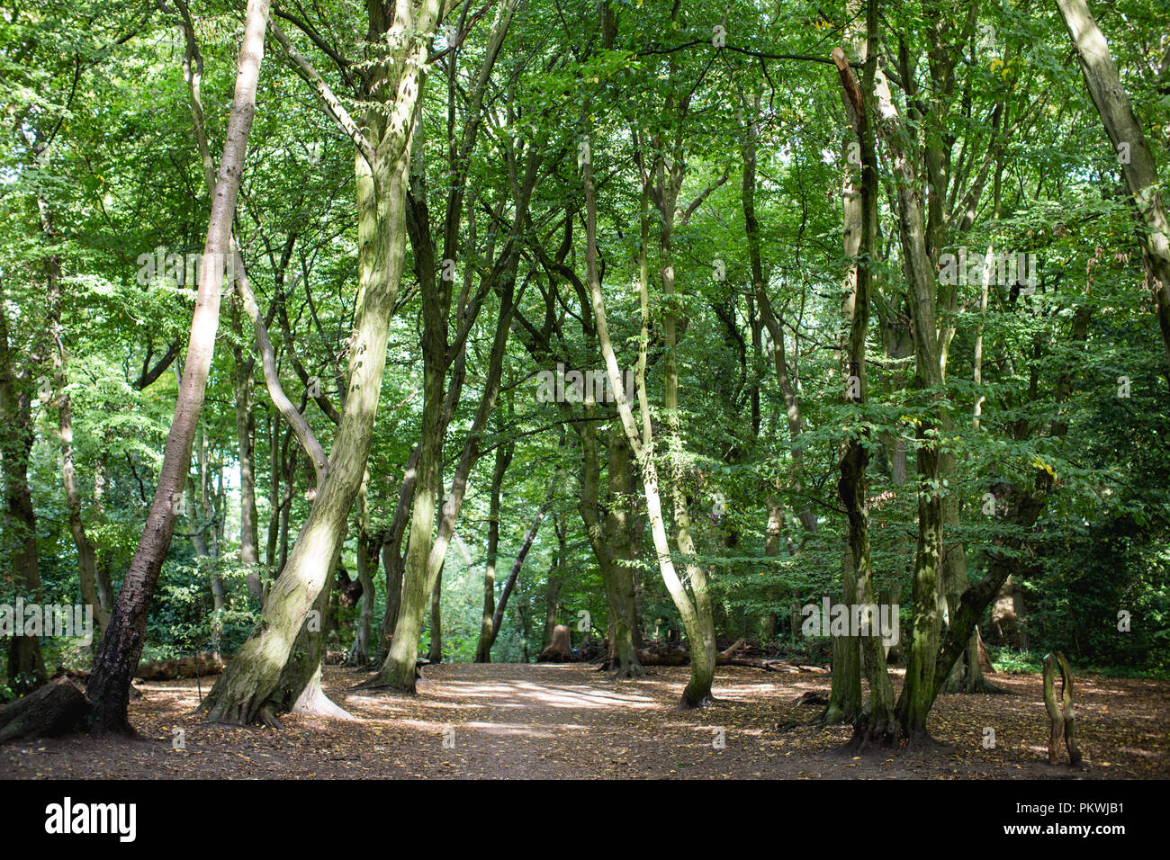 Beautiful paths and walking routes through Highgate Woods in the ...