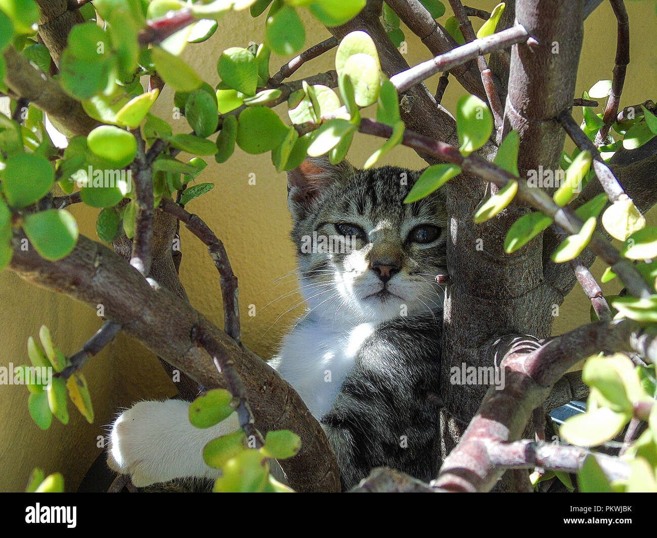 Cat hidden among the plants Stock Photo - Alamy